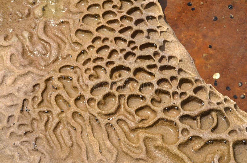 Natural Rockpool Patterns stock photo. Image of honeycomb - 50369600