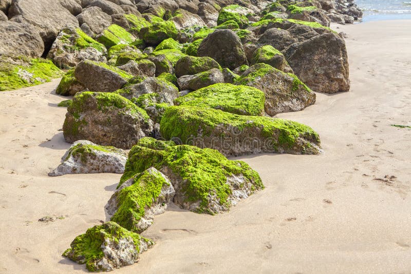 Ocean shore with rocks stock image. Image of seaweed - 154029985