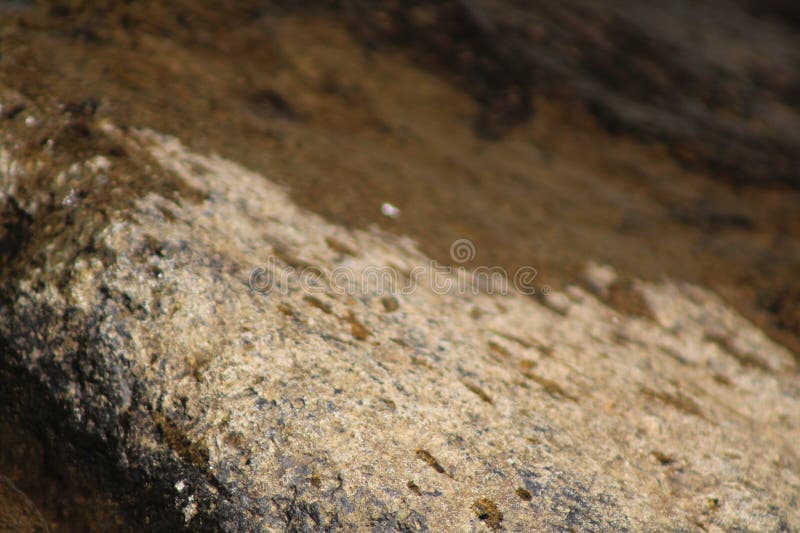 Natural rocks stock photo. Image of dish, food, animal - 382661448