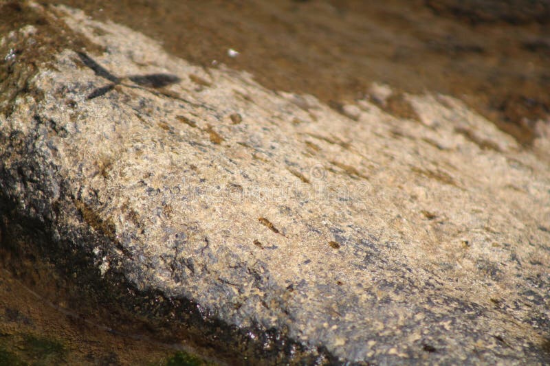 Natural rocks stock image. Image of reptile, iron, leaf - 382662025