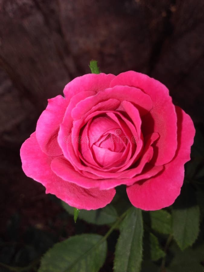 Rose flower in sri lanka stock image. Image of natural - 121702307