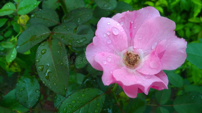Natural of Rose Follower in Srilanka. Stock Photo - Image of water ...