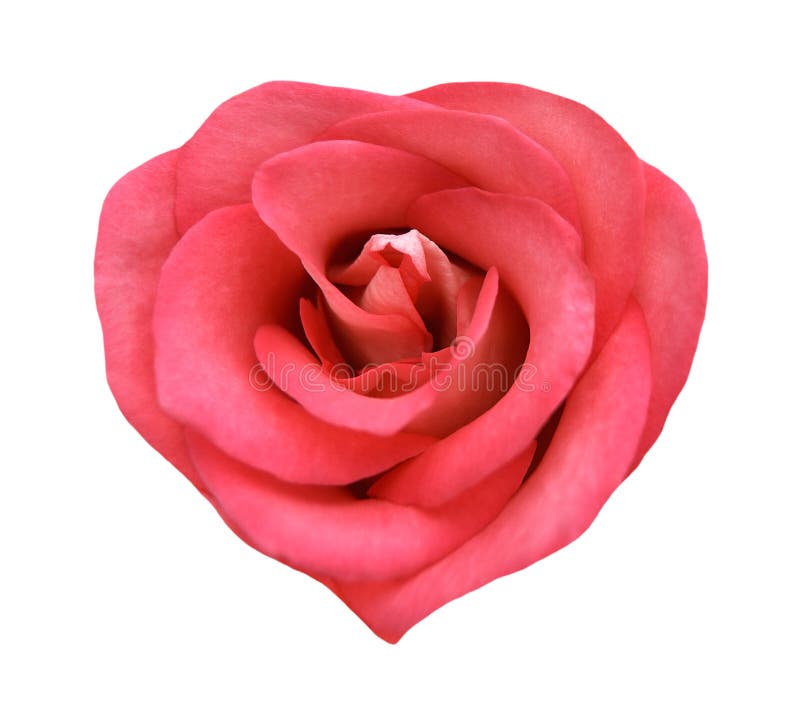 Natural Rose in the Form of Heart Stock Photo - Image of bloom, expand ...