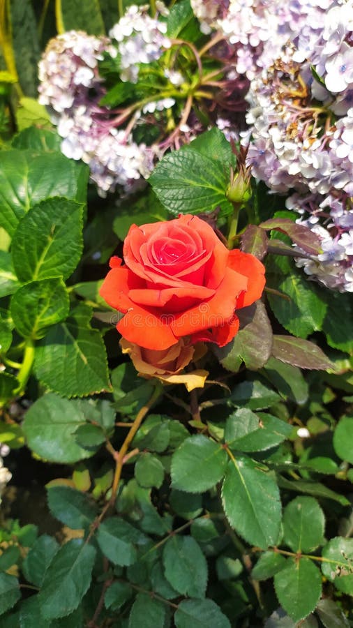 Natural Rose in garden stock image. Image of plant, garden - 256990099