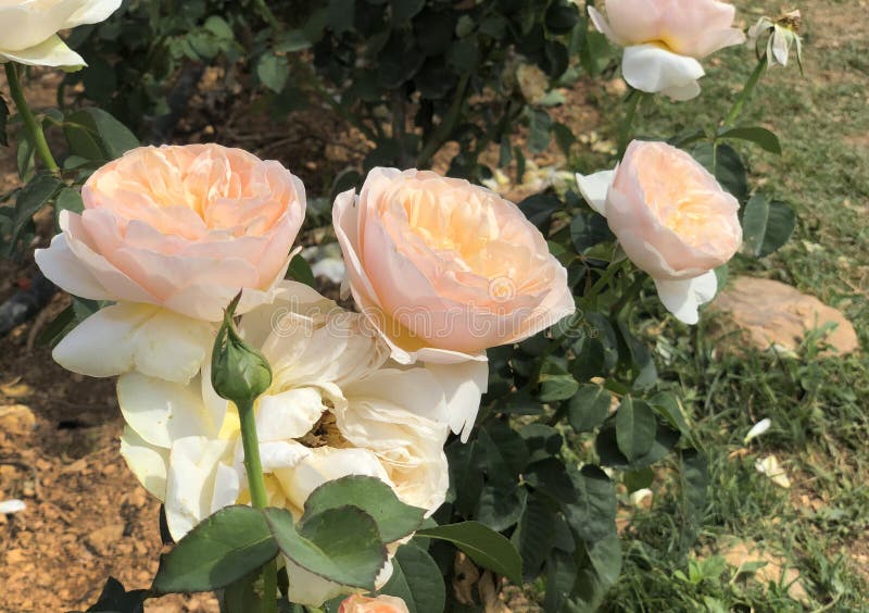 Natural Rose Garden in Agriculture Life Stock Photo - Image of green ...