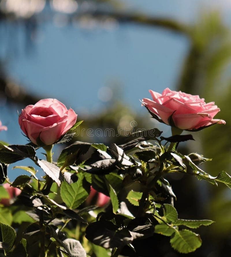 Roselandscape Stock Photos - Free & Royalty-Free Stock Photos from ...