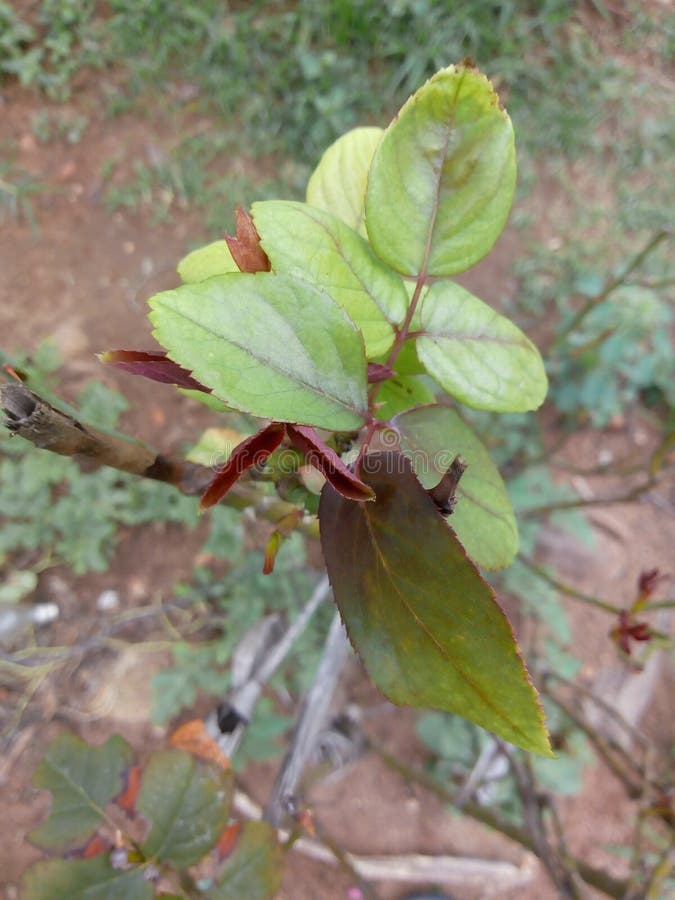 Natural Rose leafs stock photo. Image of rose, leaf - 190001976