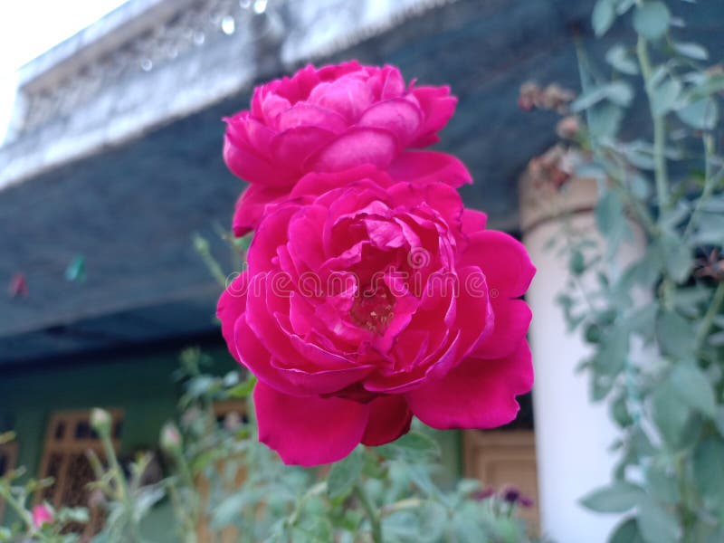 Natural rose pic stock photo. Image of india, natural - 134484586