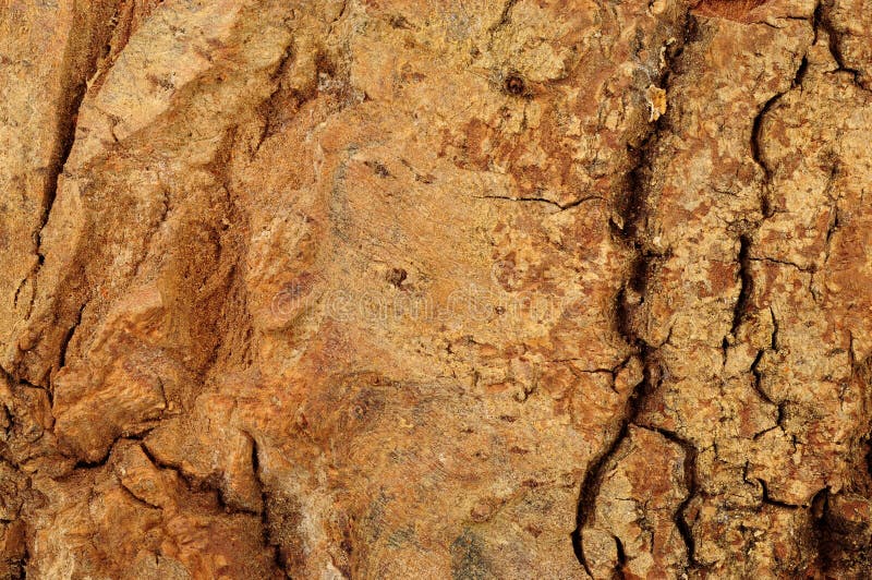 Tree Trunk Bark Textured Background Stock Photo - Image of abstract ...