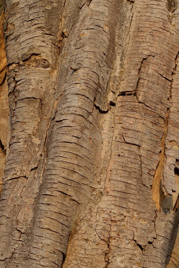 Vertical Texture Wood Background Abstract Pattern Stock Photo - Image ...