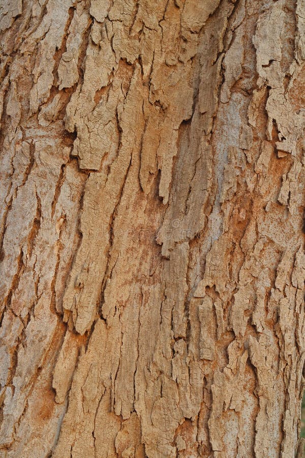 Vertical Natural Tree Bark Texture Backgrond Stock Image - Image of ...