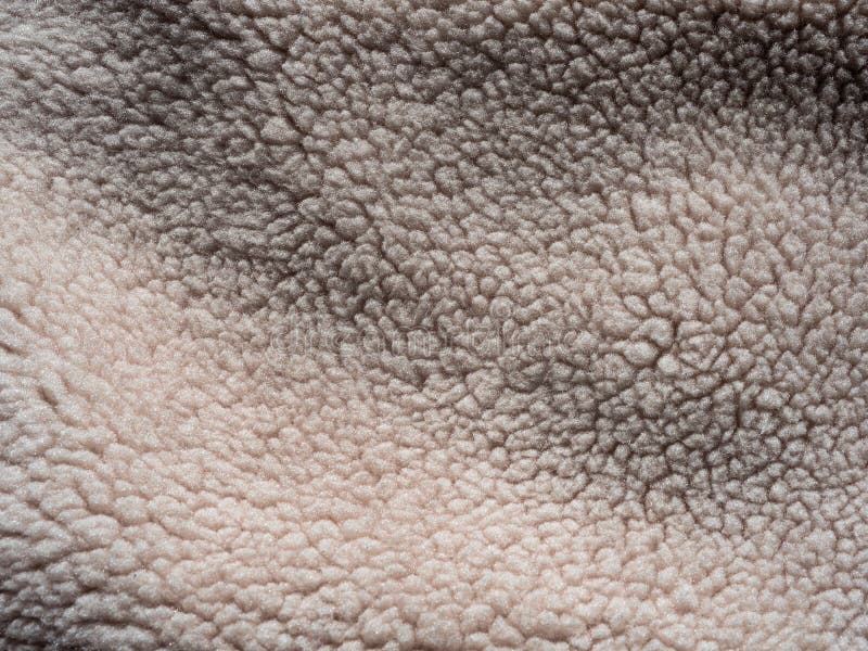 Natural and Rough Wool Fleece Texture Abstract Background of the Sheep ...
