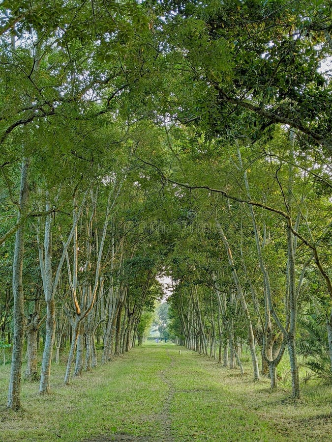 Natural route stock image. Image of natural, garden - 269631537