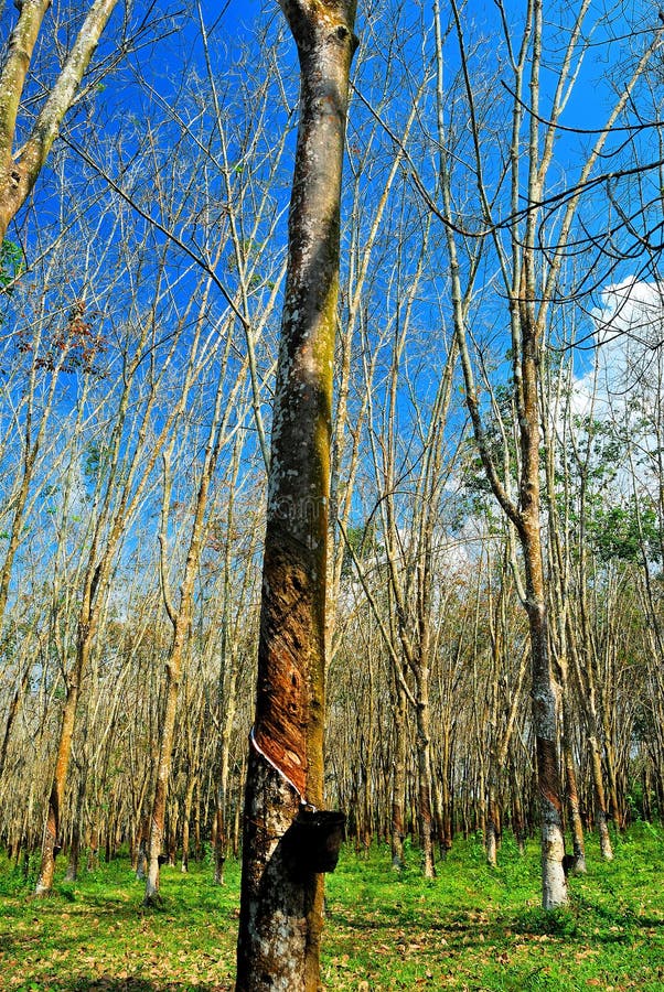 Natural Rubber Cup Lumps stock photo. Image of industrial - 90591270