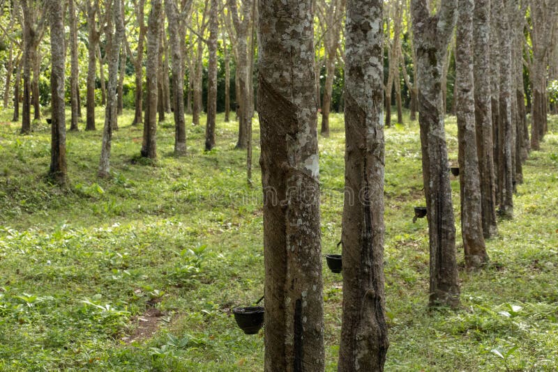Natural rubber hevea stock image. Image of polyisoprene - 109401949