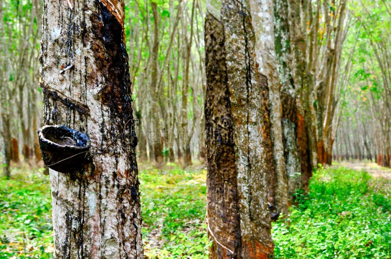 Natural rubber stock image. Image of para, tree, rubbers - 30140757