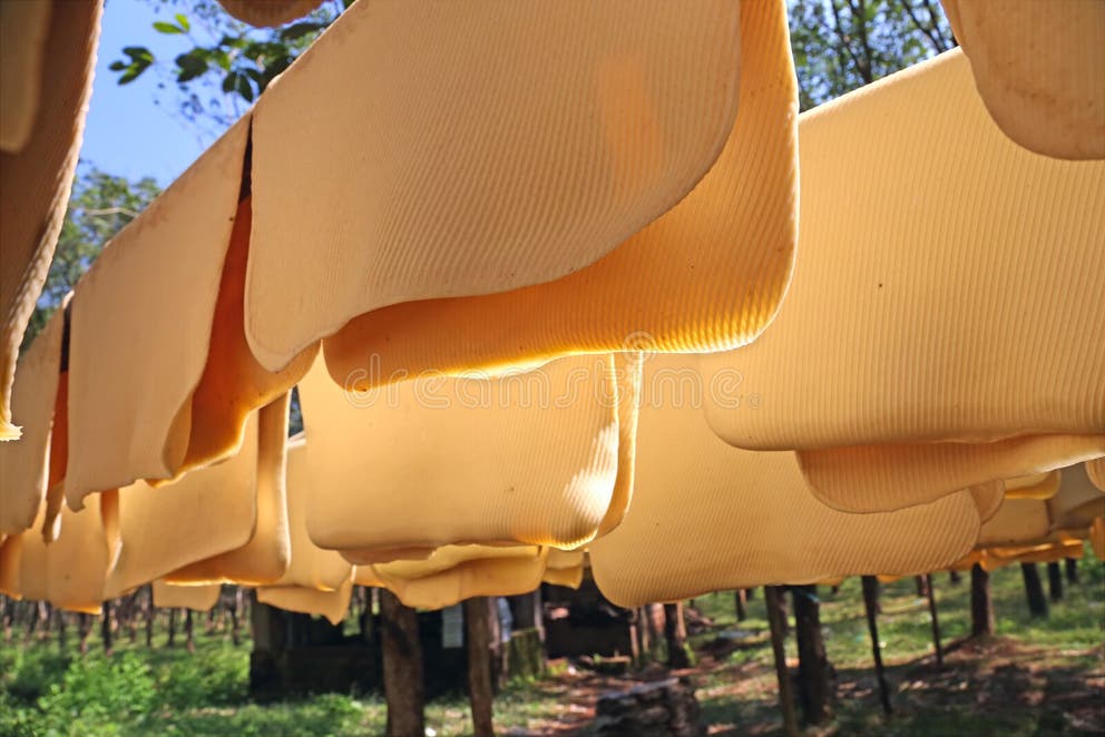 Natural rubber stock photo. Image of india, lanka, floor - 52146172