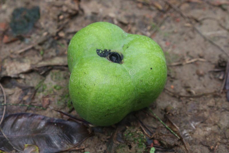 Natural Rubber Fruit on Farm for Seed Stock Photo - Image of dried ...