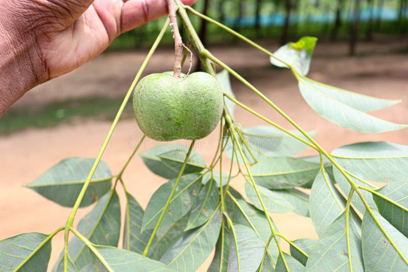 Natural Rubber Fruit with Seed Stock Image - Image of latex ...