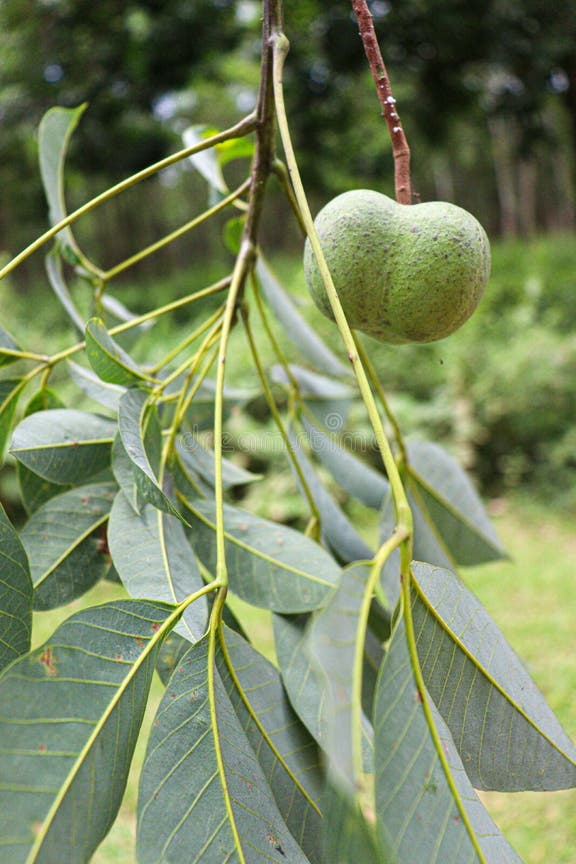 Natural Rubber Fruit with Seed Stock Image - Image of bowl, texture ...