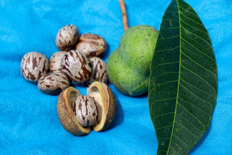 Natural Rubber Fruit with Seed Stock Image - Image of liquid, fruit ...