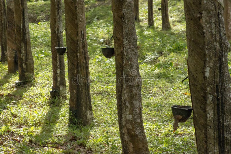 Natural rubber hevea stock image. Image of natural, caoutchouc - 109401067