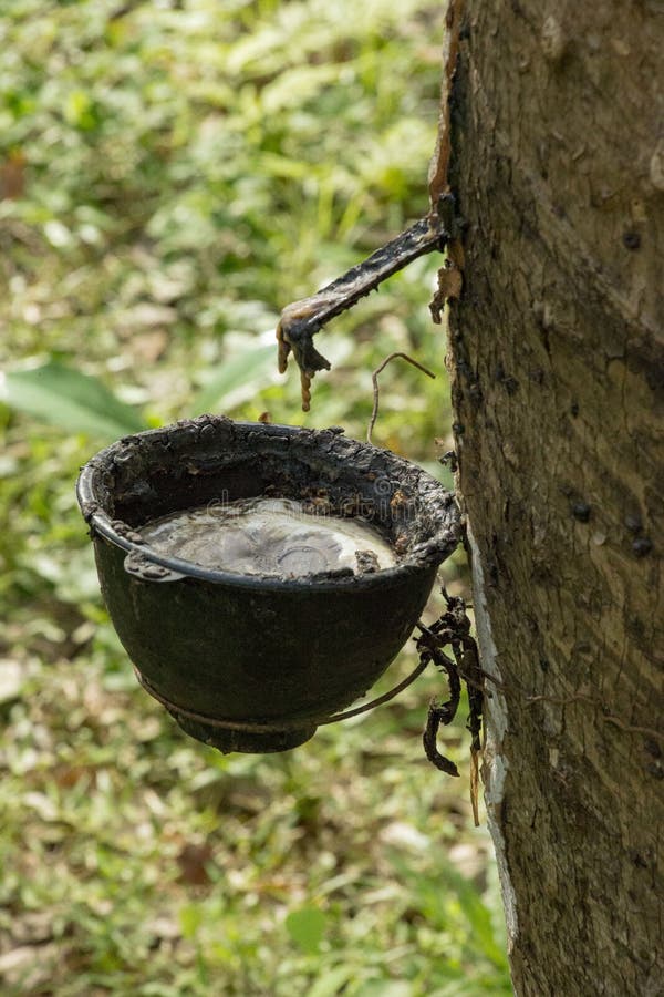 Natural rubber hevea stock image. Image of isoprene - 109401411