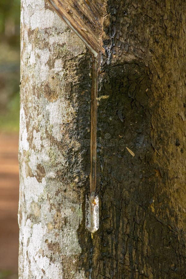Natural rubber hevea stock photo. Image of hevea, rubber - 109401760