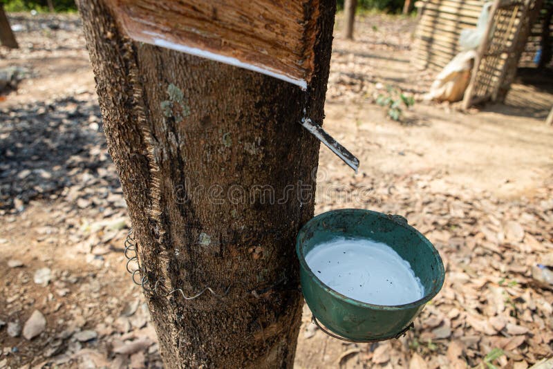 Natural Rubber Latex Trapped from Rubber Tree in Thailand Stock Image ...