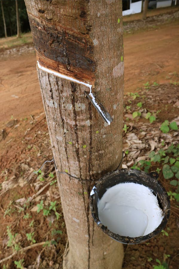 Collecting Rubber Tapping Photos - Free & Royalty-Free Stock Photos ...