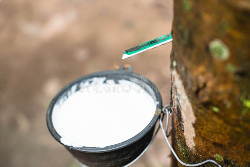 Natural Rubber stock photo. Image of tree, food, plantation - 152597472