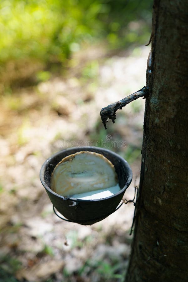 Natural Rubber Tree Sap Forrest Nature Milk of Rubber Stock Image ...