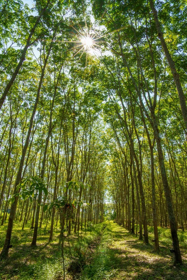 Natural Rubber Tree Sap Forrest Nature Milk of Rubber Stock Photo ...