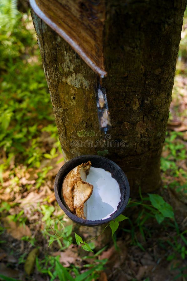 Natural Rubber Tree Sap Forrest Nature Milk of Rubber Stock Photo ...
