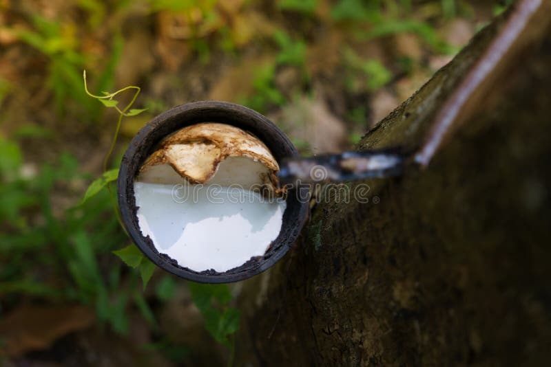 Natural Rubber Tree Sap Forrest Nature Milk of Rubber Stock Image ...