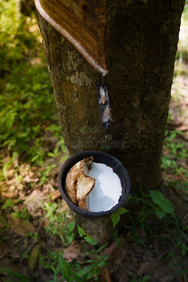 Natural Rubber Tree Sap Forrest Nature Milk of Rubber Stock Image ...