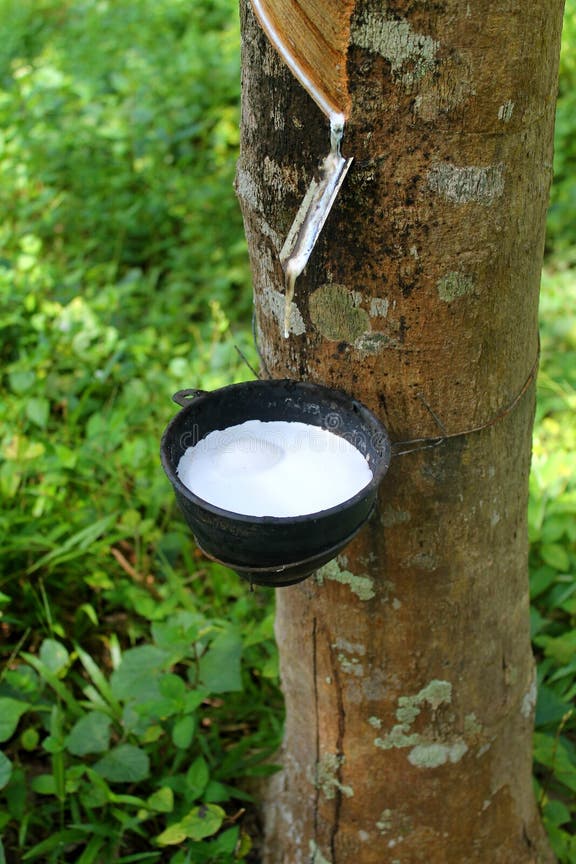 Natural rubber stock photo. Image of india, farm, branch - 76835538