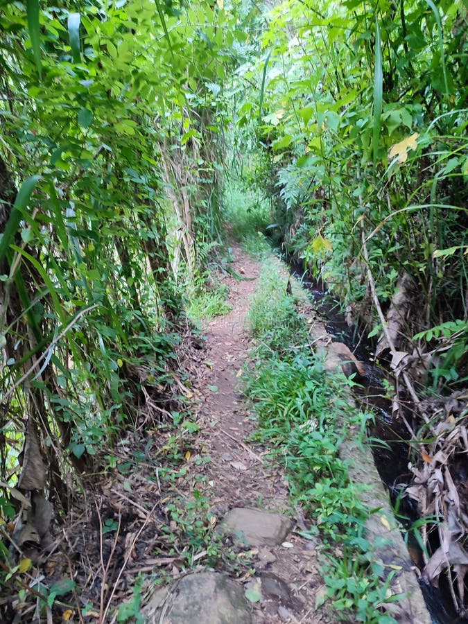 Natural Rural Environment of Sri Lanka Stock Image - Image of rural ...