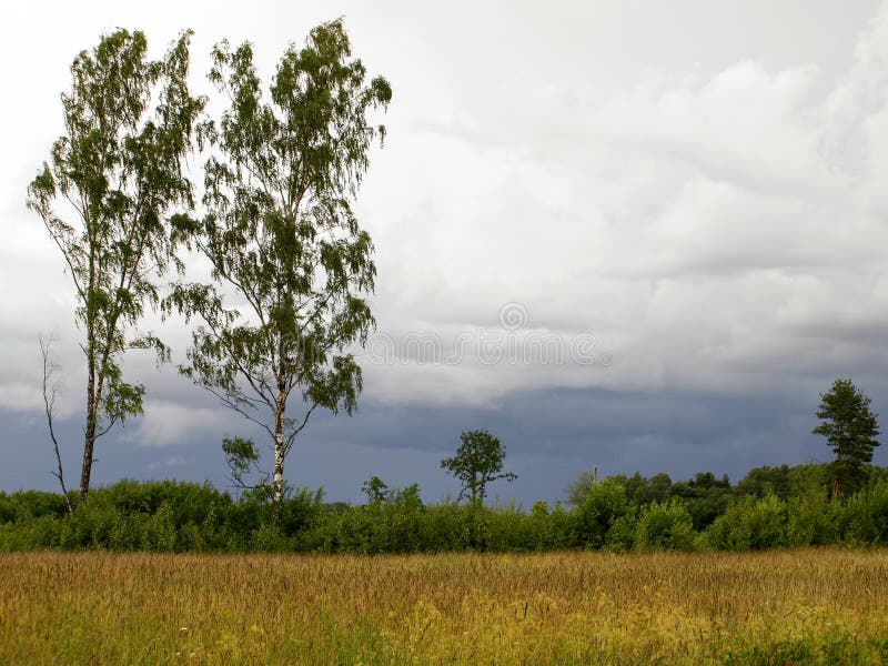 Natural Rural Landscape with Tree and Blue Sky Stock Photo - Image of ...