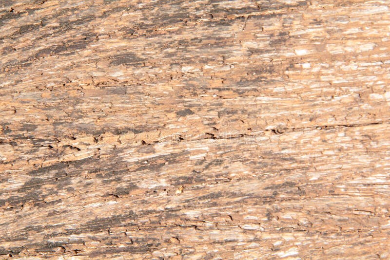 Natural Rustic Wood, Ideal for Texture Background Stock Photo - Image ...