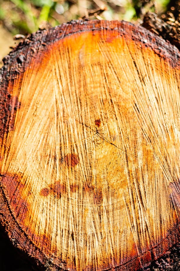 The Beautiful Texture of Logs Stock Image - Image of environment ...