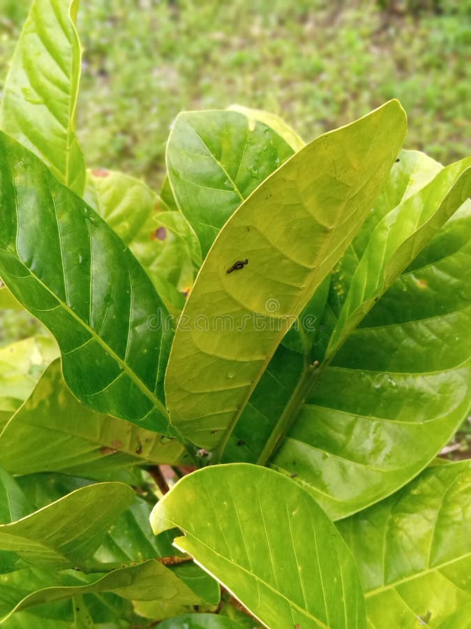 Natural stock photo. Image of indonesia, natural, utara - 206528180