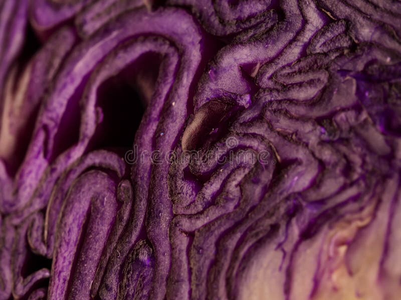Red Cabbage Close-up. the Texture of the Cut Cabbage Stock Image ...