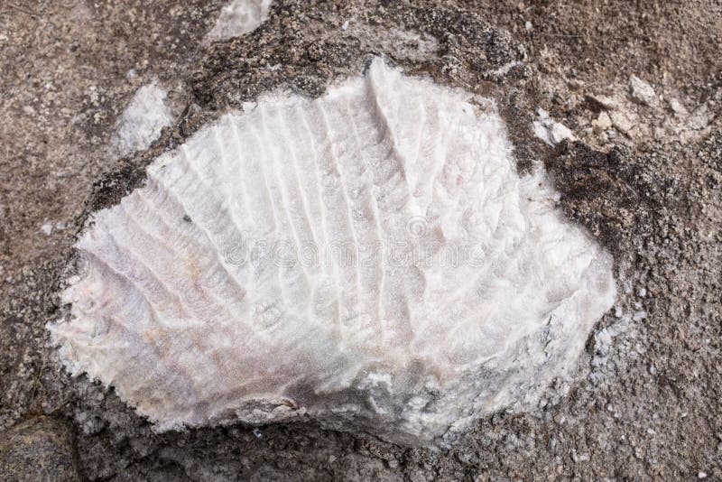 Natural Salt Rock. Salt Texture in Peruvian Stock Image - Image of ...