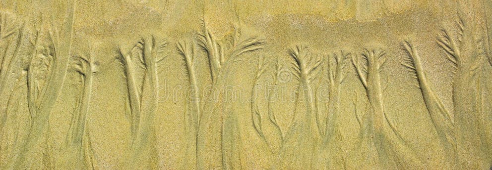 Natural Sand Floral Pattern on Flat Sandy Beach during Low Tide. Stock ...