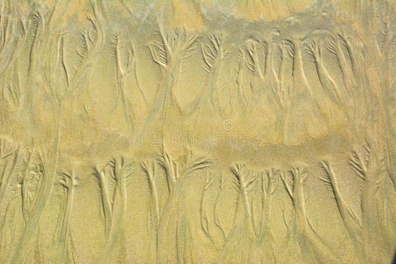Natural Sand Floral Pattern on Flat Sandy Beach during Low Tide Stock ...