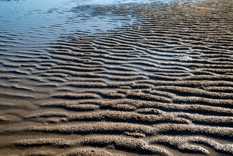 Patterns in the Beach Sand Made by Sand Worms Stock Image - Image of ...