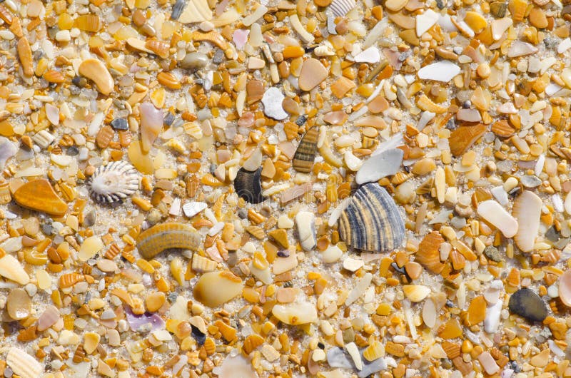 Natural Sand, Stones and Shells Background Stock Photo - Image of ...