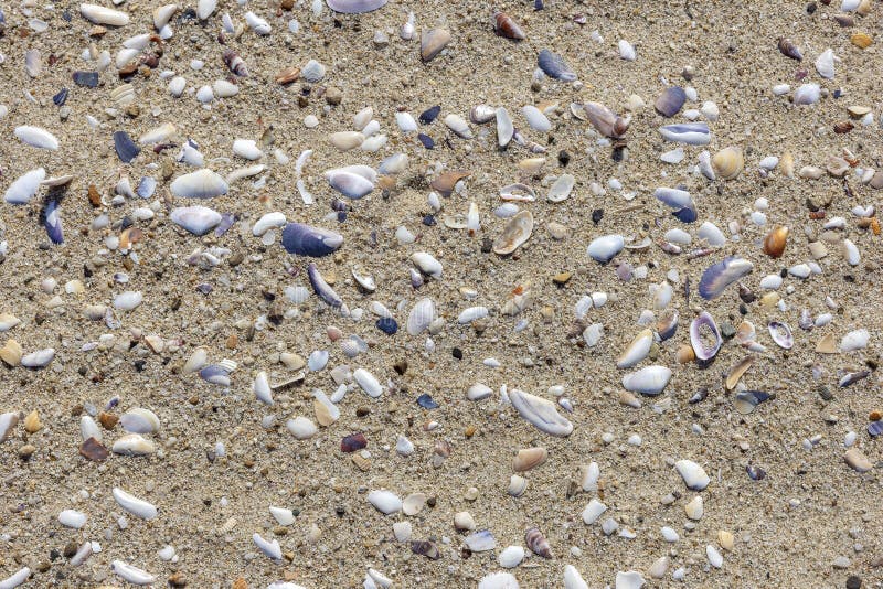 Sea Shell Fragments on the Sand Marine Ecosystems and Marine Life Stock ...
