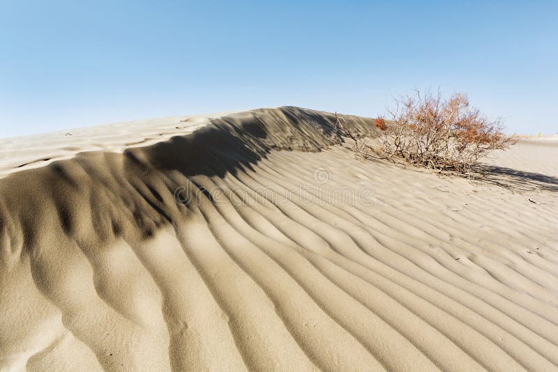Natural Sand Waves in Desert Stock Image - Image of dune, oman: 104958709